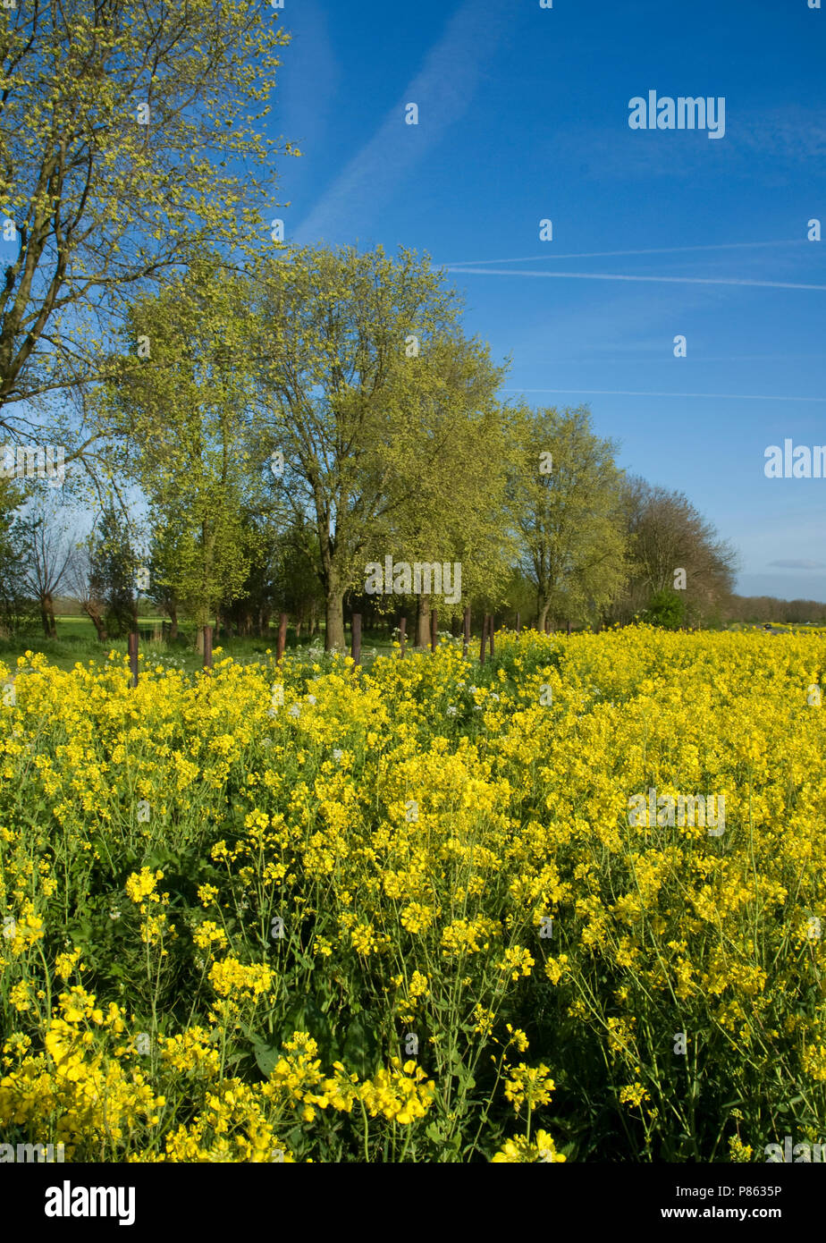 Bloeiend koolzaad in gemeente Rondevenen Nederland, Flowering Rapeseed ...