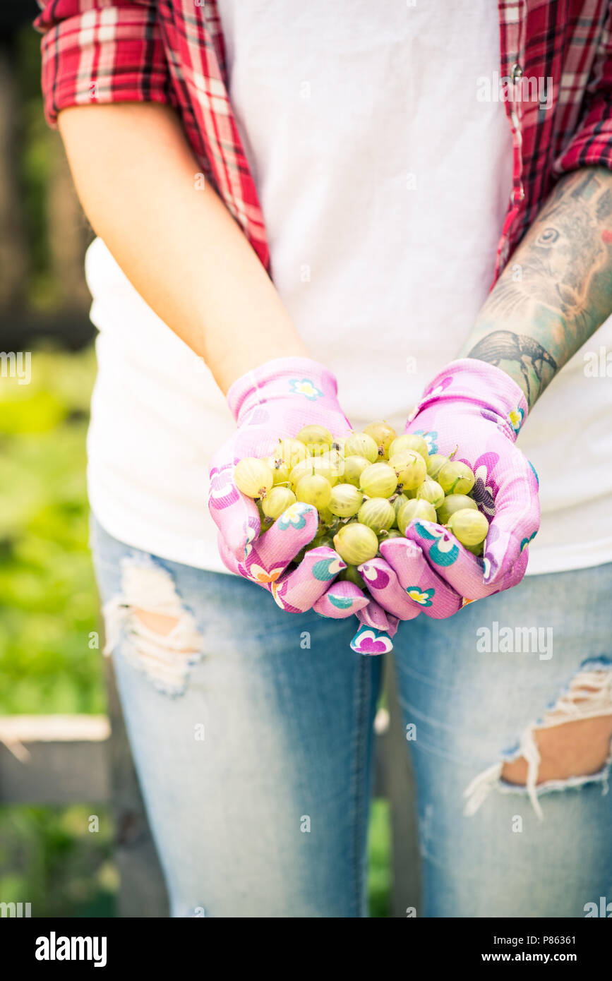 Hand holding gooseberry hi-res stock photography and images - Alamy