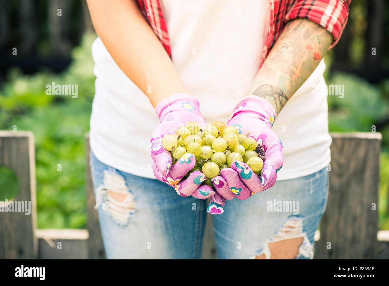 Hand holding gooseberry hi-res stock photography and images - Alamy