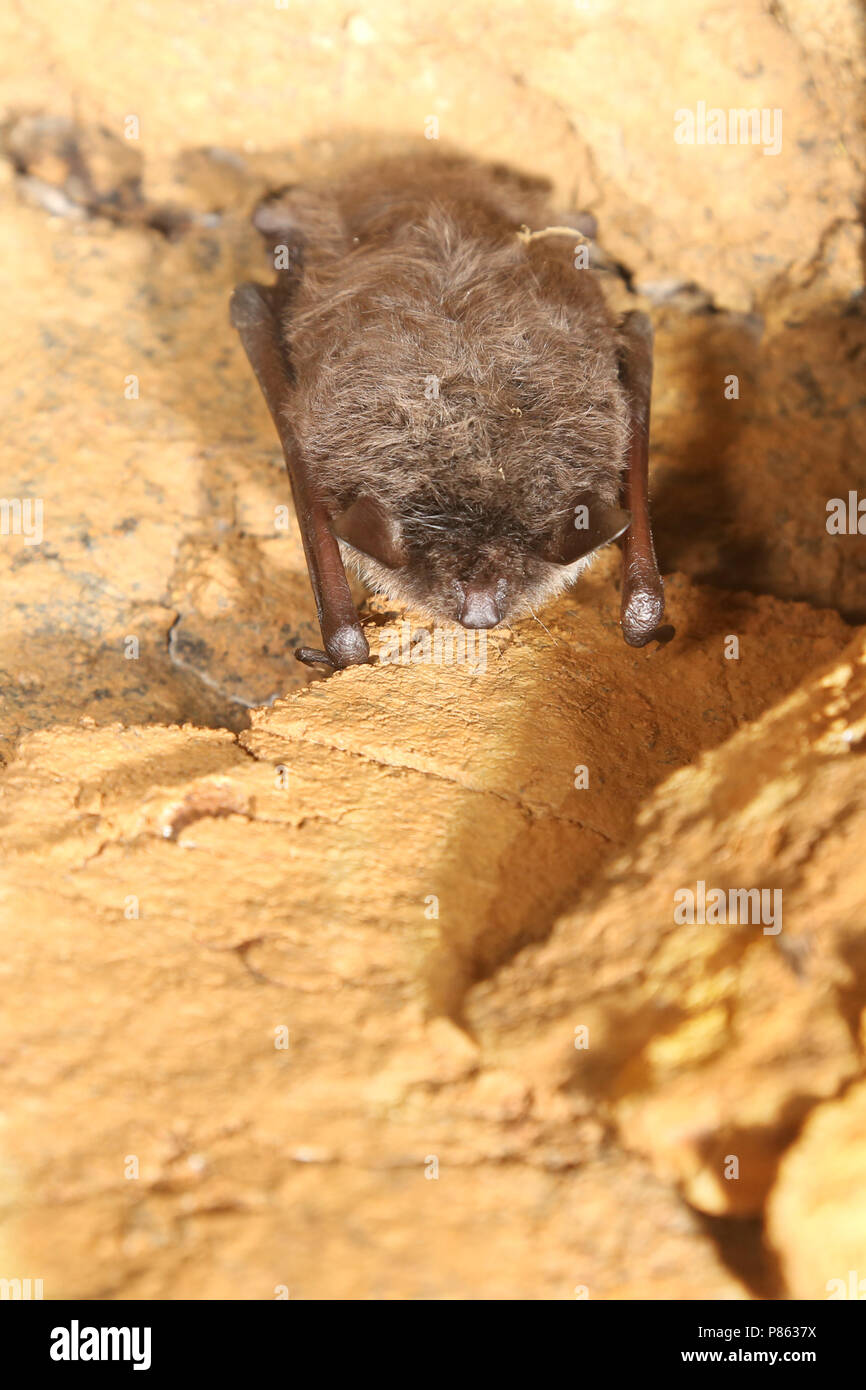 Endangered flora and fauna hi-res stock photography and images - Alamy