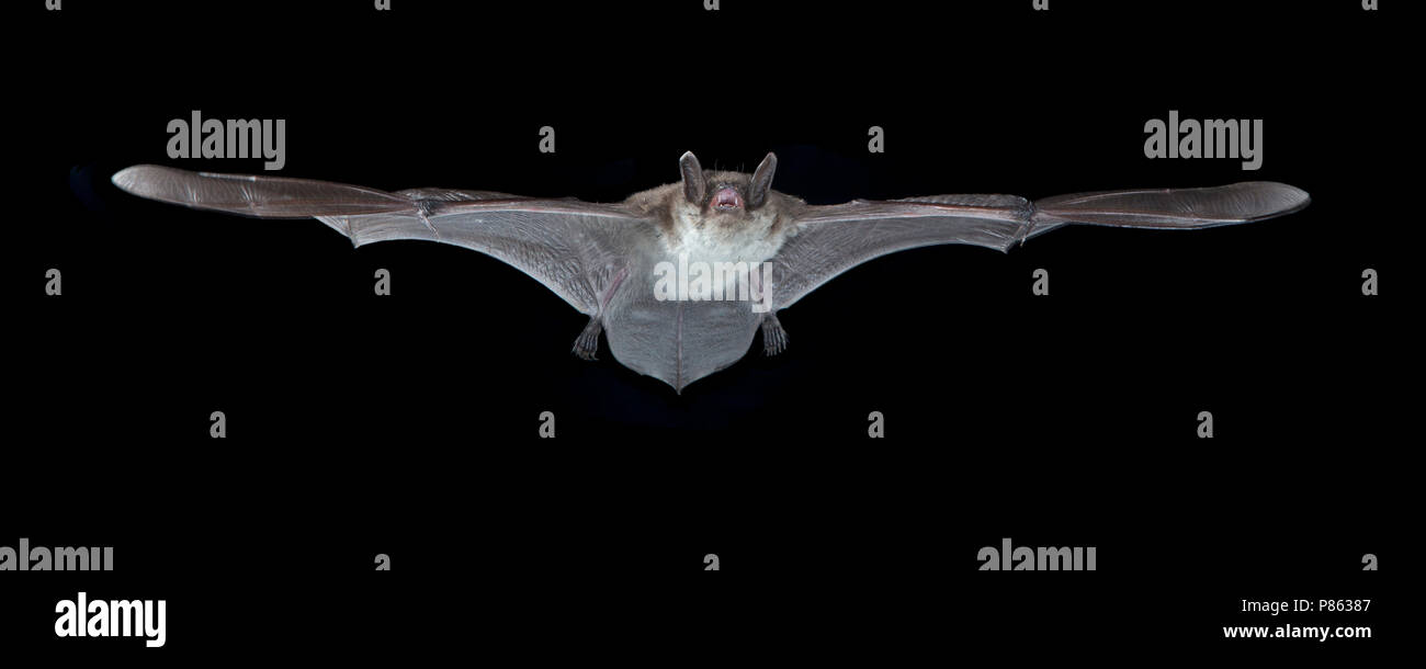 Meervleermuis, Pond bat, Myotis dasycneme Stock Photo - Alamy