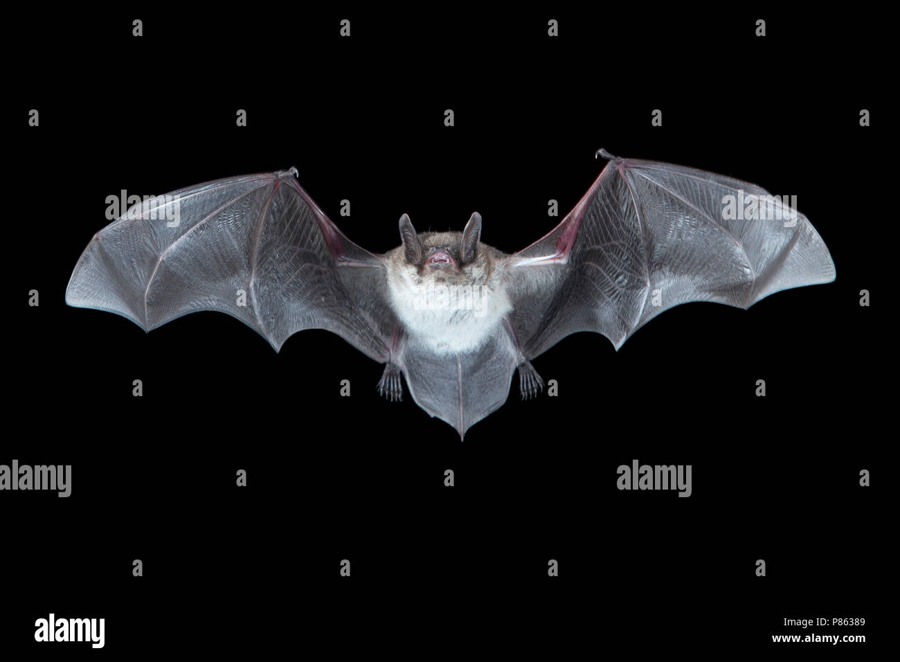Meervleermuis, Pond bat, Myotis dasycneme Stock Photo - Alamy