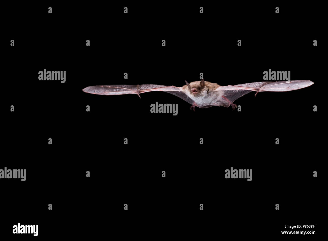 Bat flying night hi-res stock photography and images - Alamy