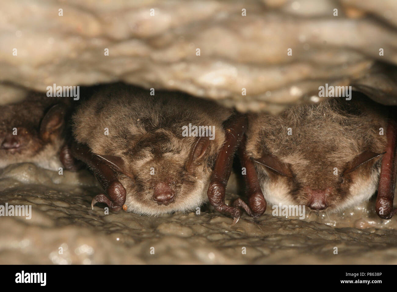 Slapende Meervleermuis; Sleeping Pond Bat Stock Photo - Alamy