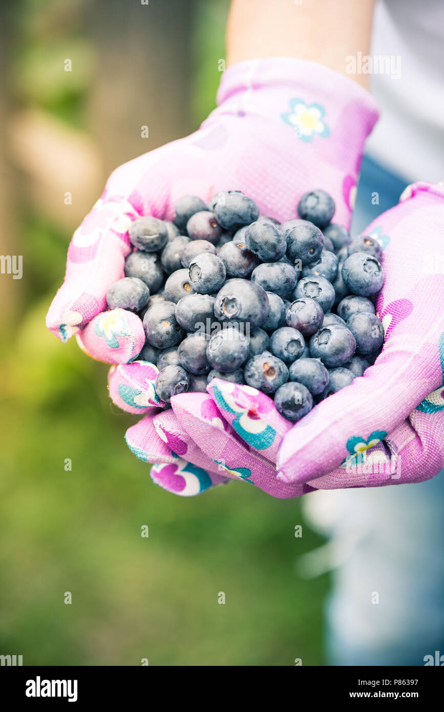 Female hand picking blueberries in hi-res stock photography and images ...