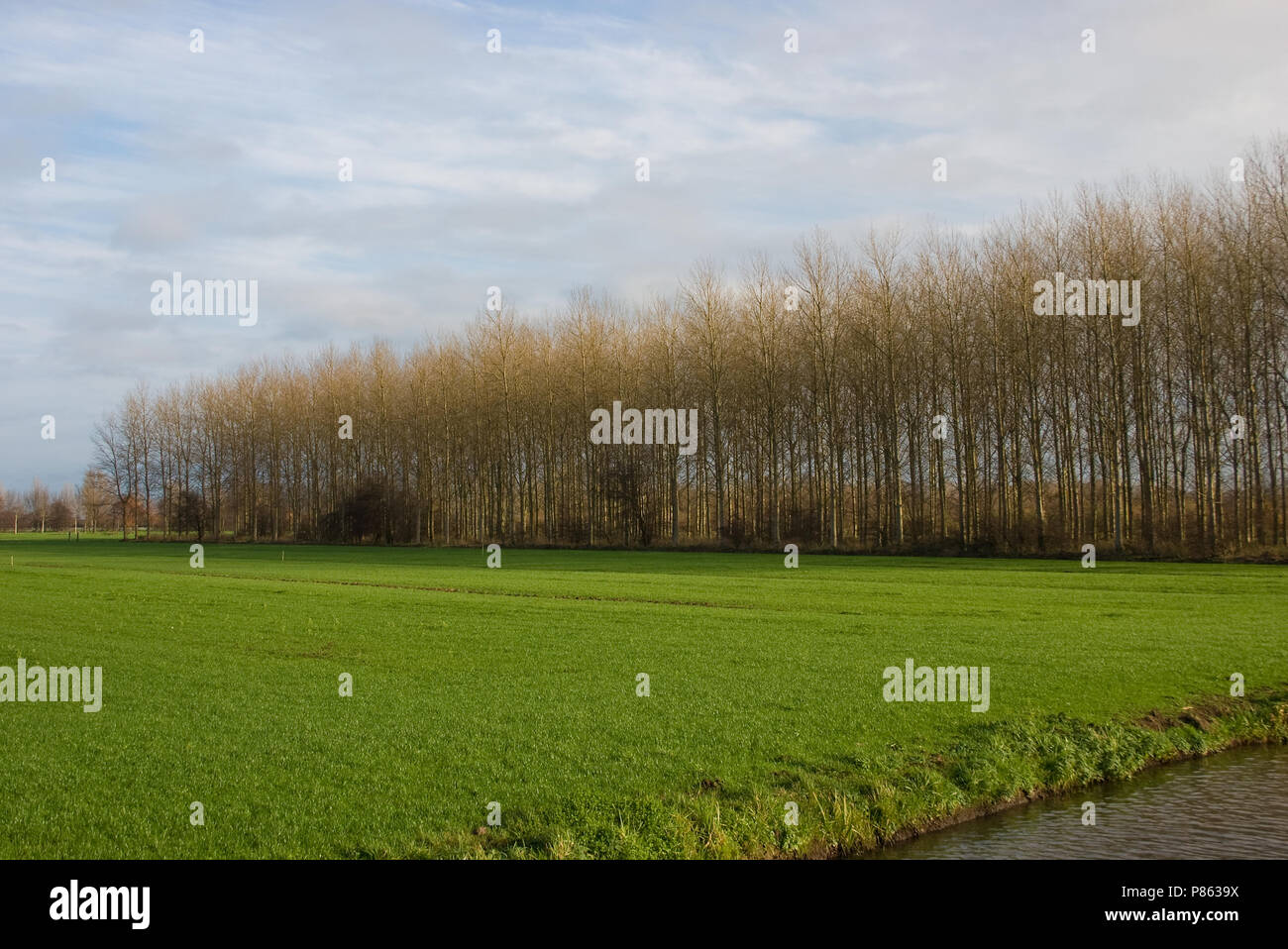 De populieren hi-res stock photography and images - Alamy