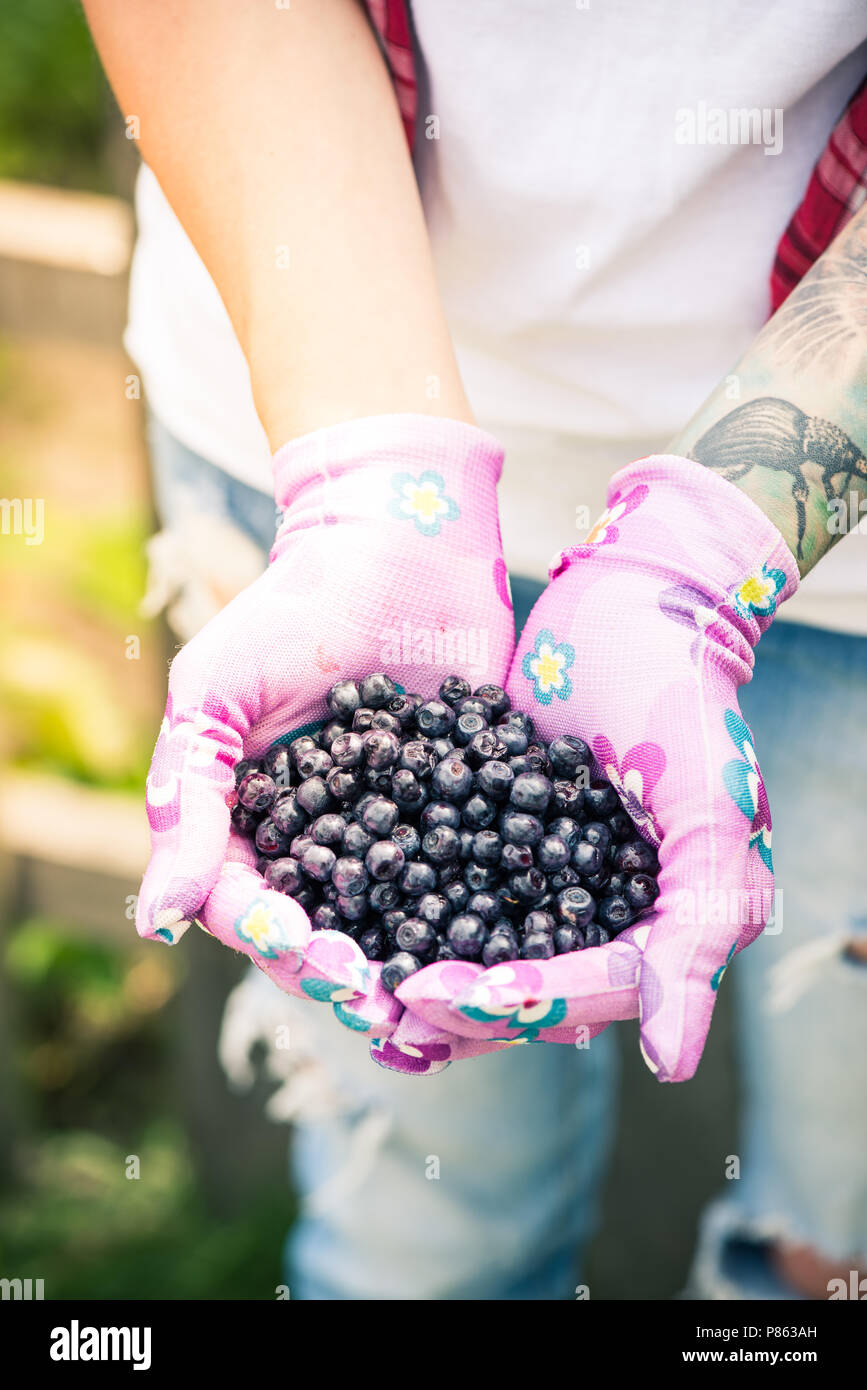 Female hand picked blueberries backyard hi-res stock photography and ...