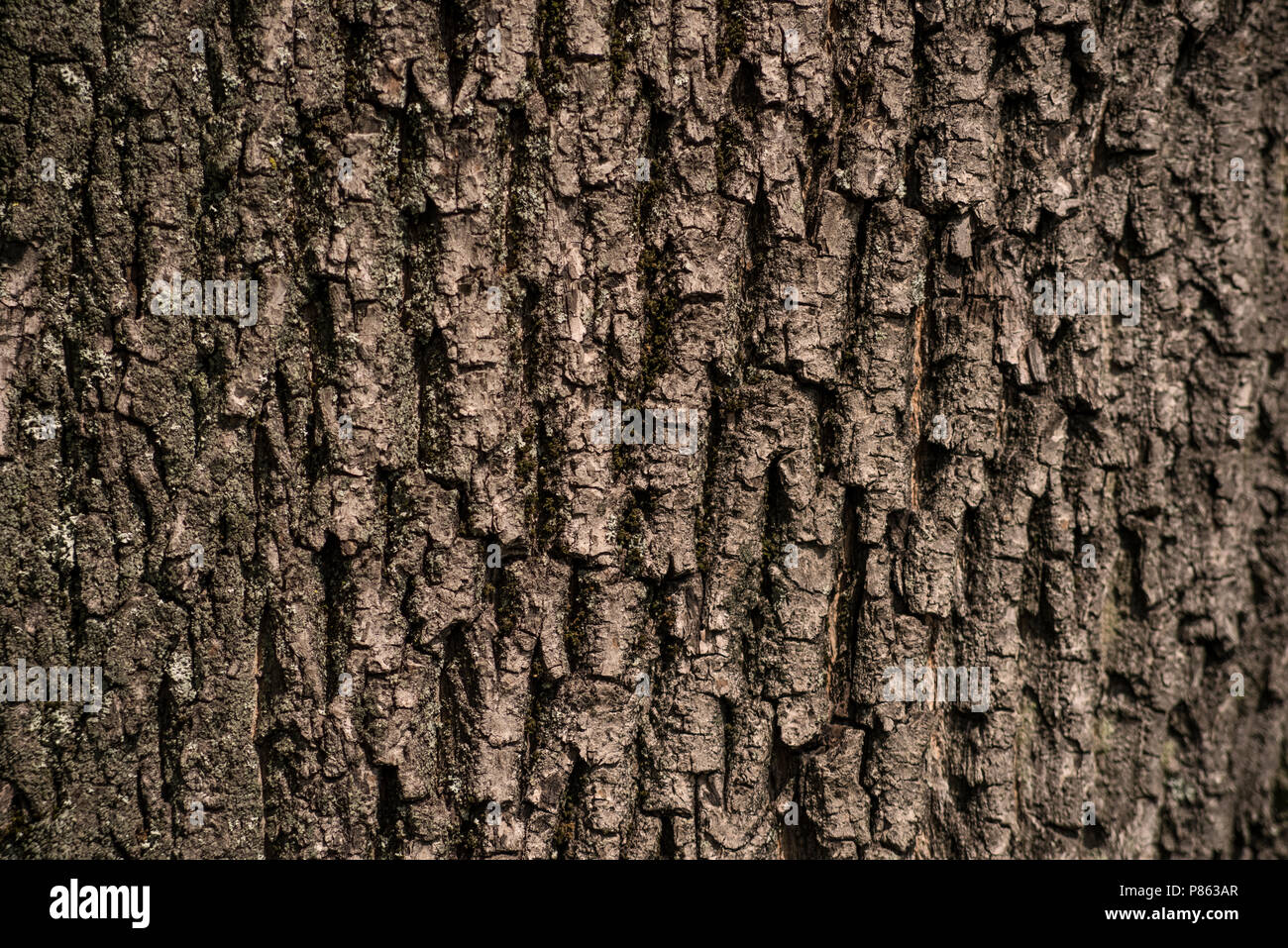Textured wood surface hi-res stock photography and images - Alamy