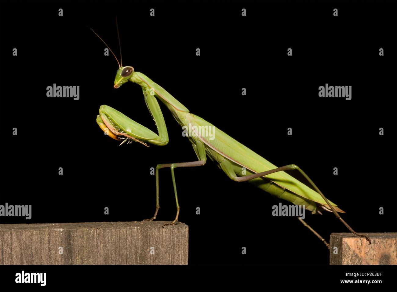 Gewone bidsprinkhaan hi-res stock photography and images - Alamy