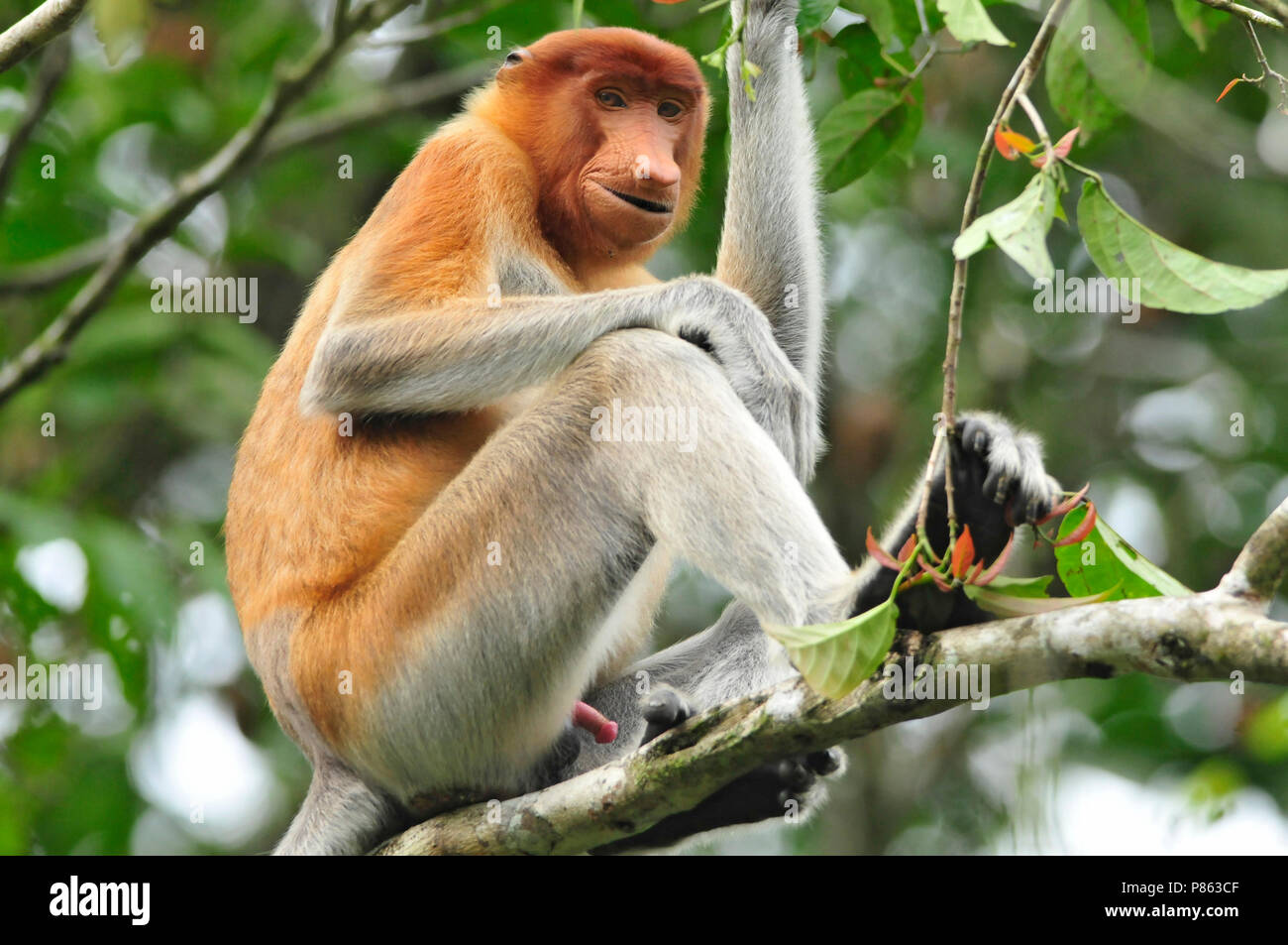 Proboscis Monkey on Borneo Stock Photo - Alamy