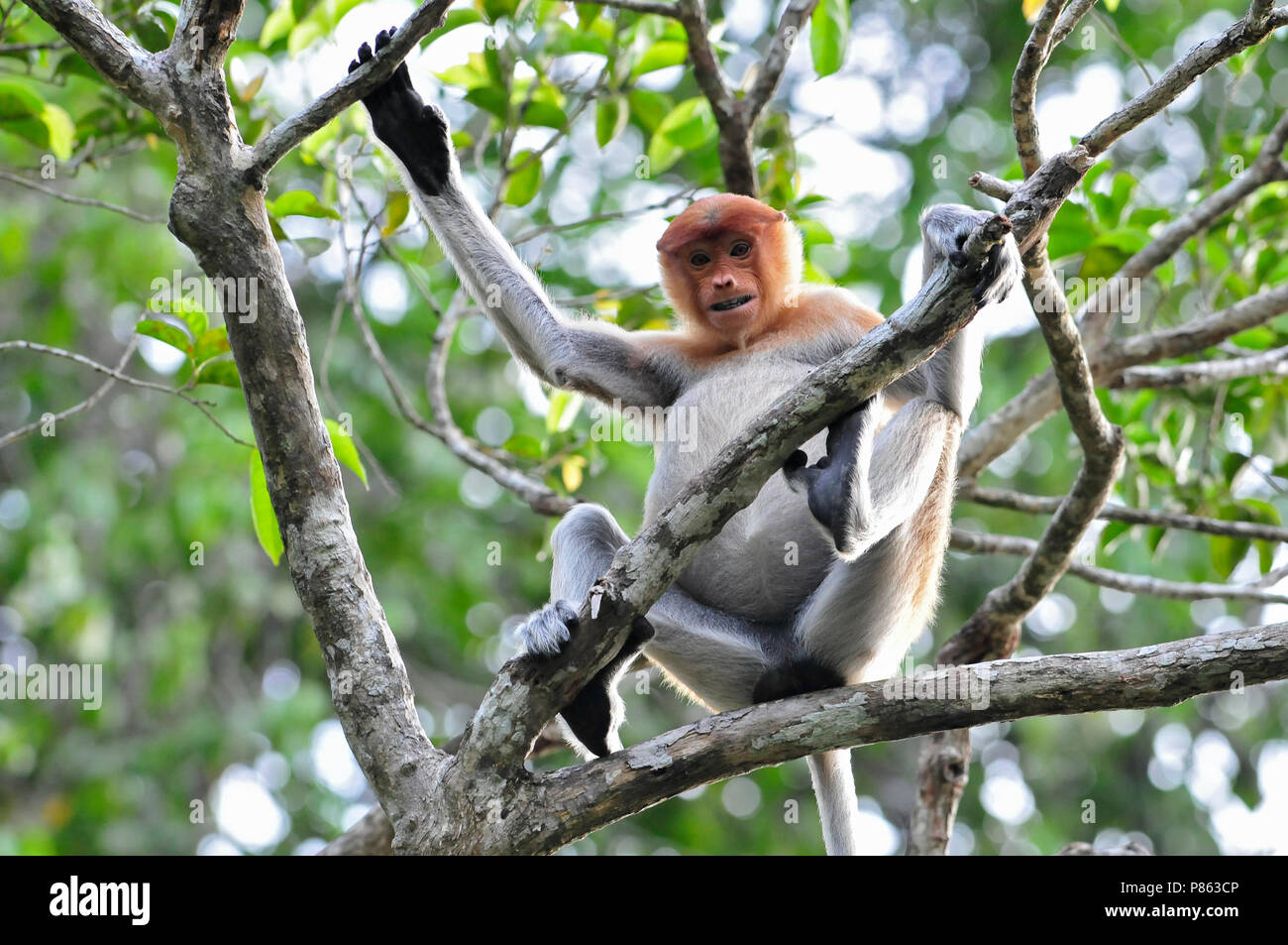 Proboscis Monkey on Borneo Stock Photo - Alamy