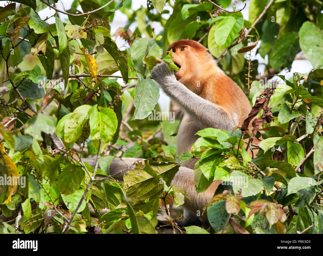 Mannetje Neusaap etend, Proboscis Monkey male eating Stock Photo - Alamy