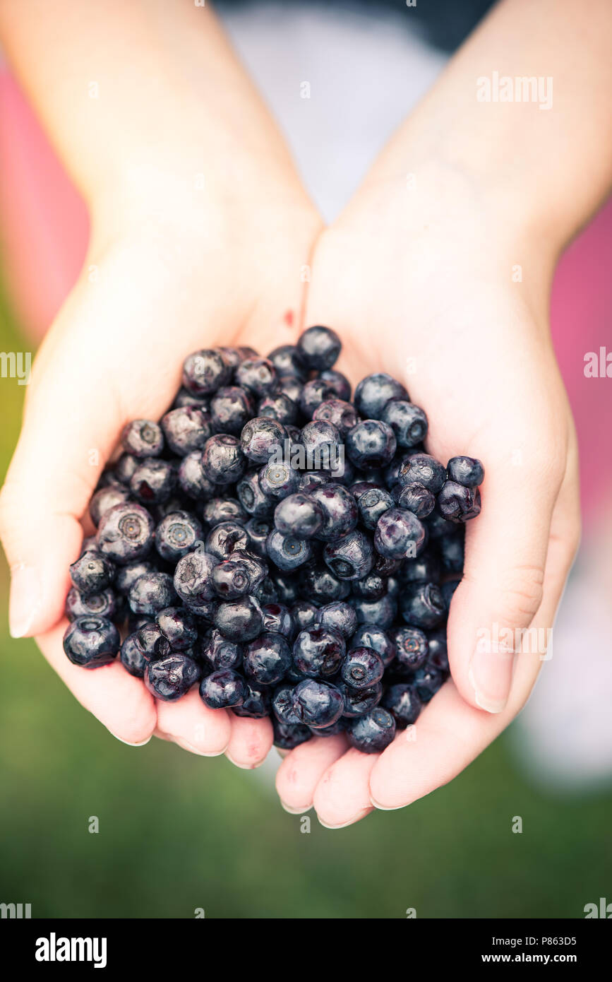Female hand picked blueberries backyard hi-res stock photography and ...