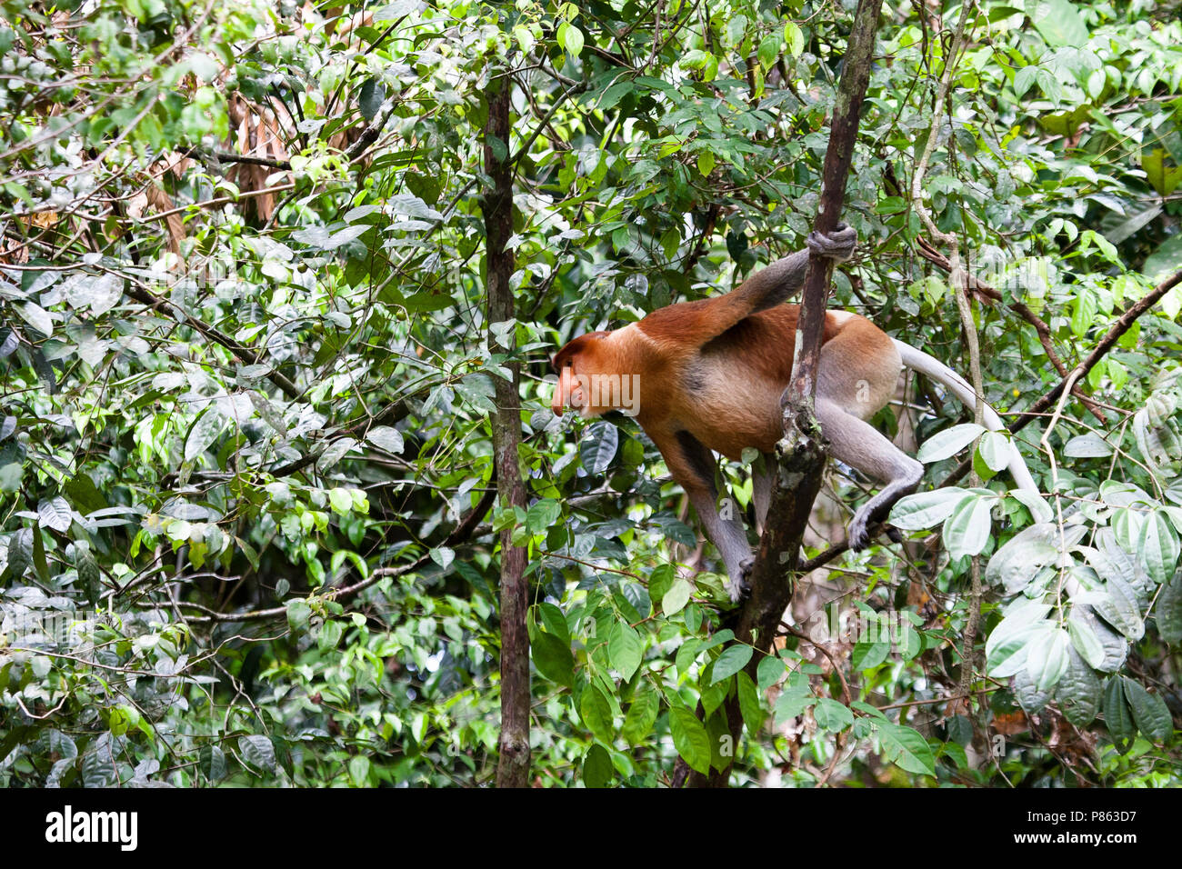 Mannetje Neusaap, Proboscis Monkey male Stock Photo - Alamy