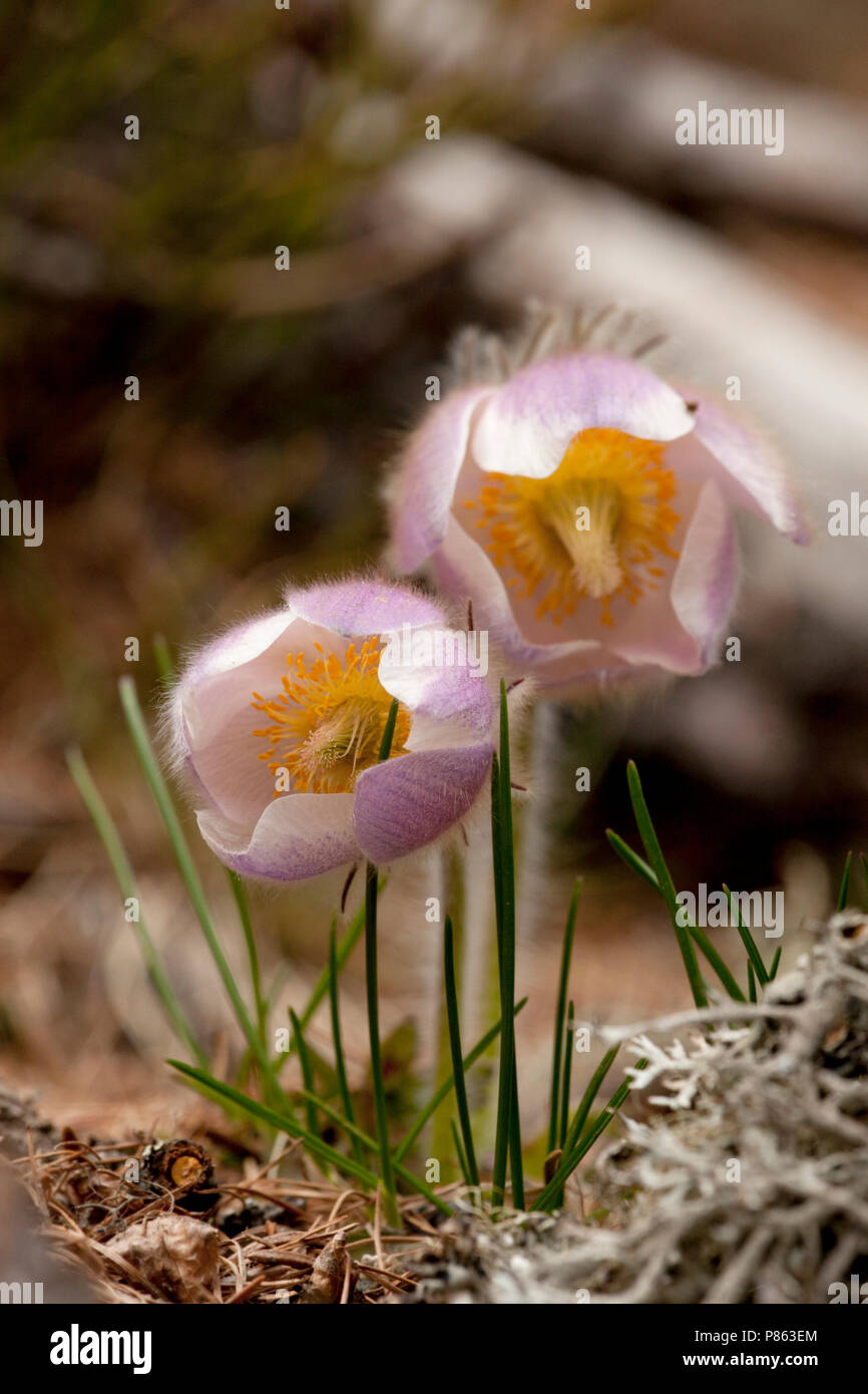 Spring pasque flower pulsatilla hi-res stock photography and images - Alamy