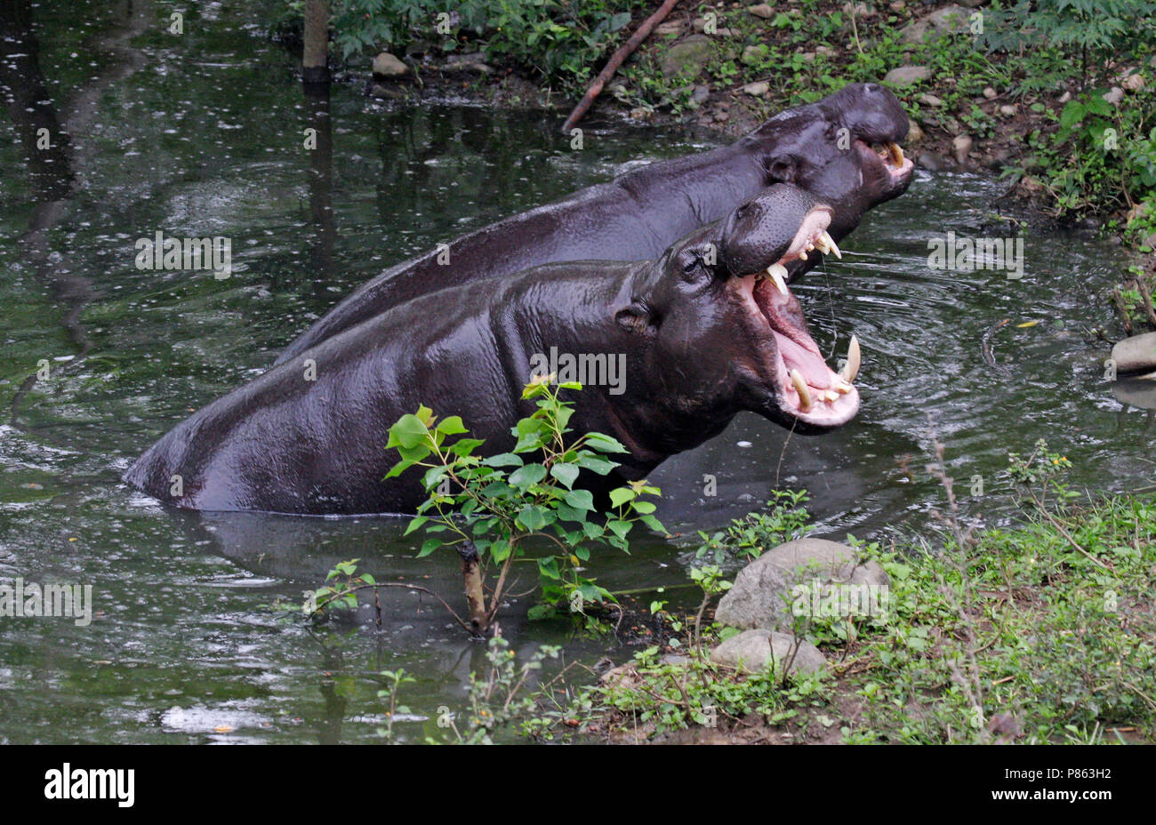 Pygmy hippopotamus hi-res stock photography and images - Alamy