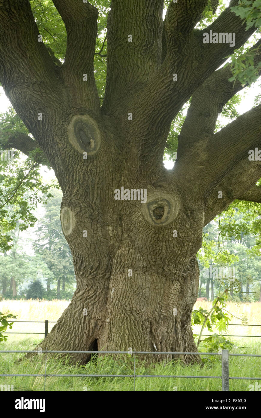 Oude Bomen Hd Grote Oude Fruitbomen; Echte Blikvangers! | Oude