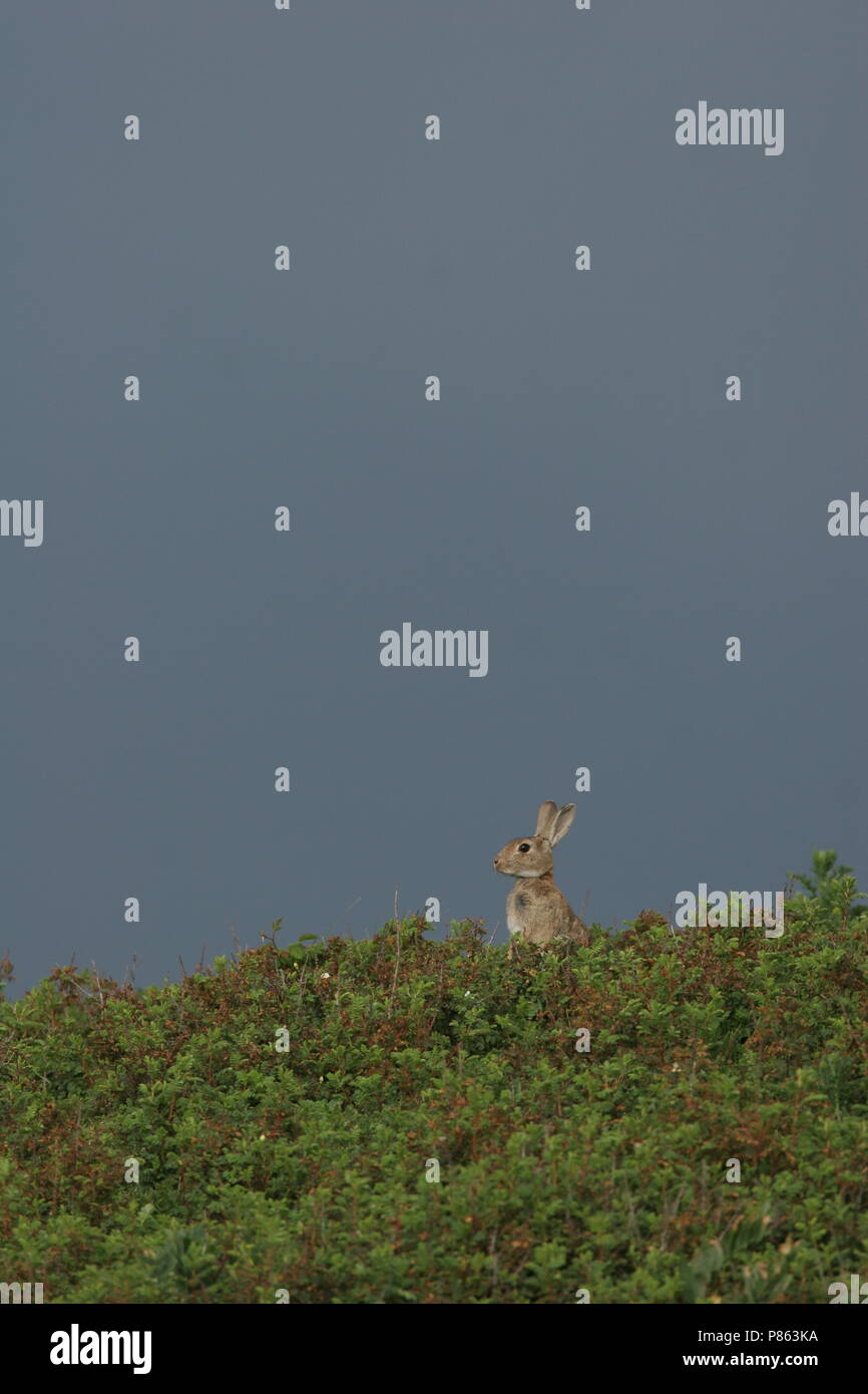 Konijn hi-res stock photography and images - Alamy