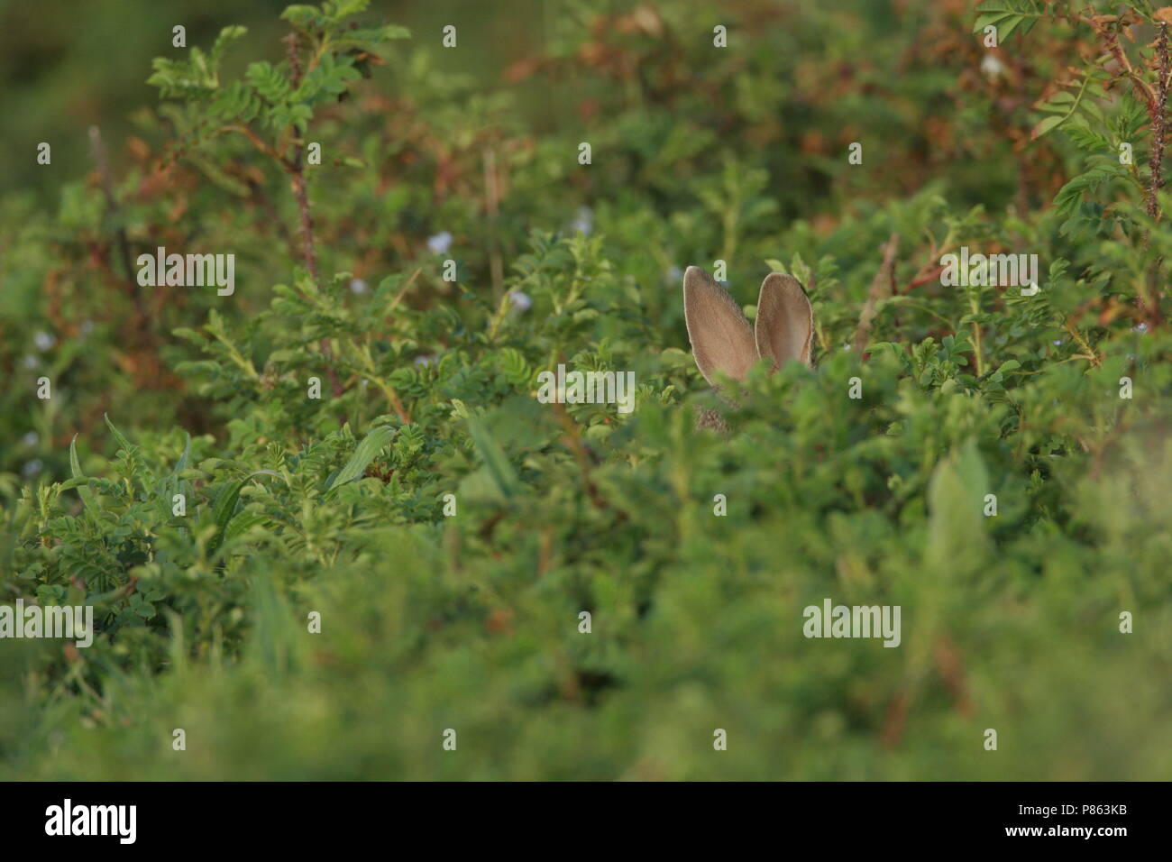 Konijn hi-res stock photography and images - Alamy