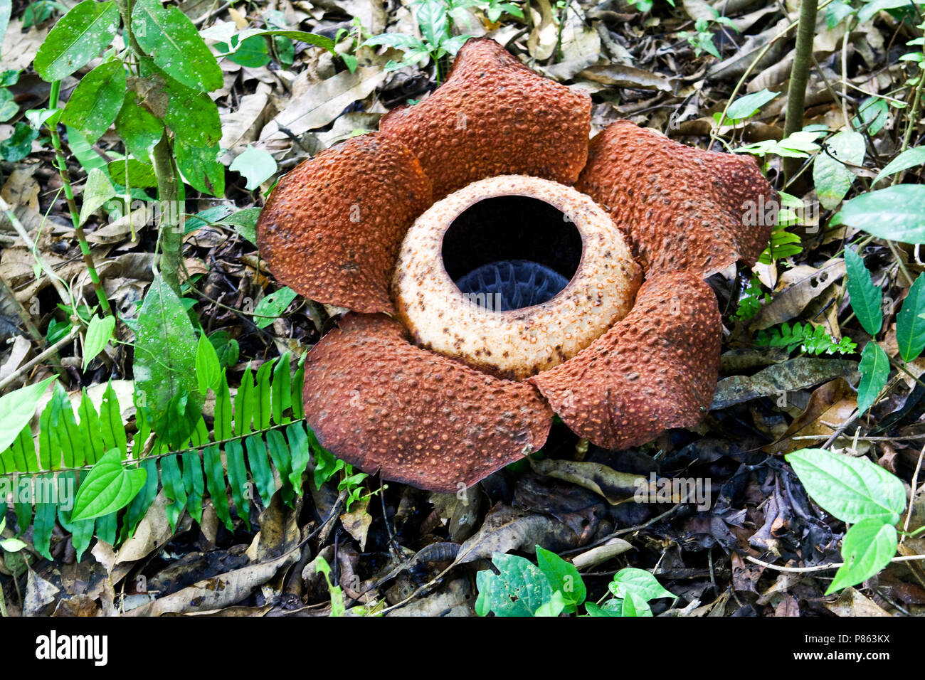 Rafflesia hi-res stock photography and images - Alamy