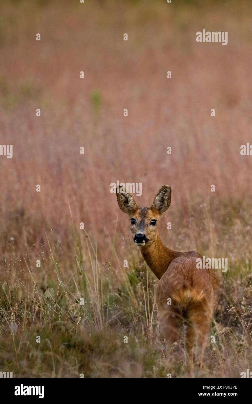 Edelhert nederland hi-res stock photography and images - Alamy