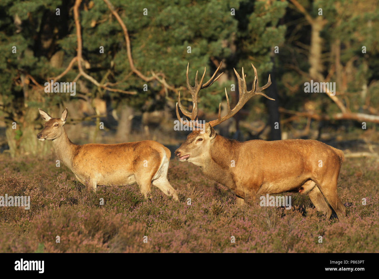Edelhert hi-res stock photography and images - Alamy