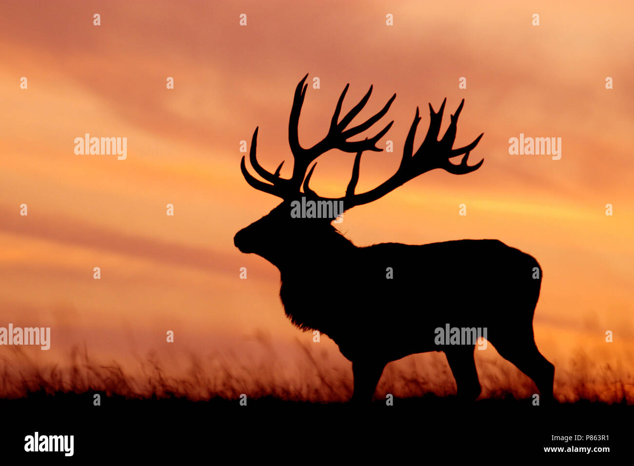 Red deer at sunset hi-res stock photography and images - Alamy