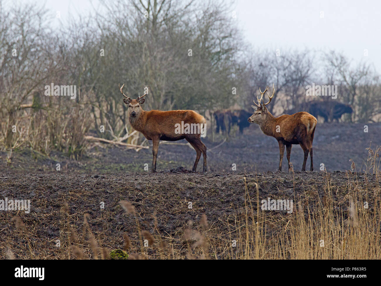 Edelherten in de Oostvaardersplassen; Red Deer in landscape Stock Photo ...