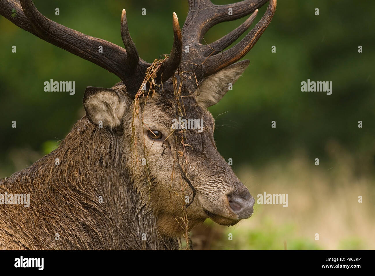 Man deer hi-res stock photography and images - Alamy