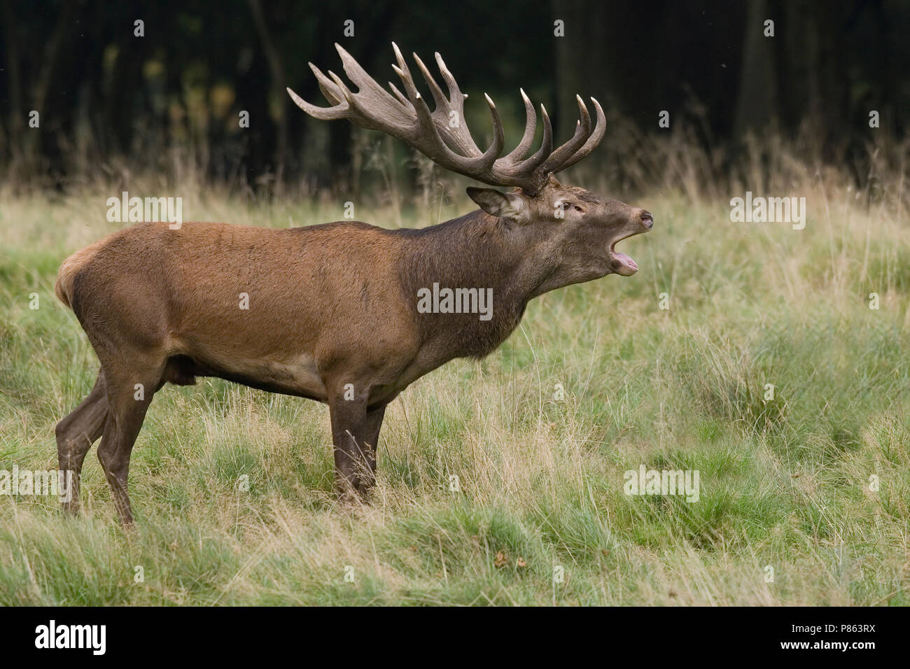 Red Deer male roaring; Edelhert man burlend Stock Photo - Alamy