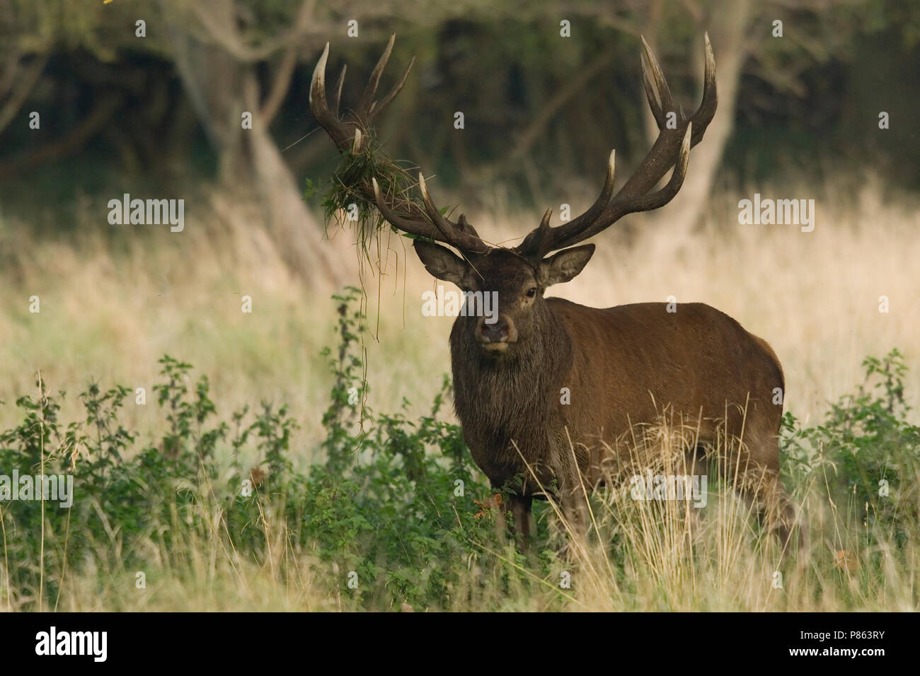 Man deer hi-res stock photography and images - Alamy