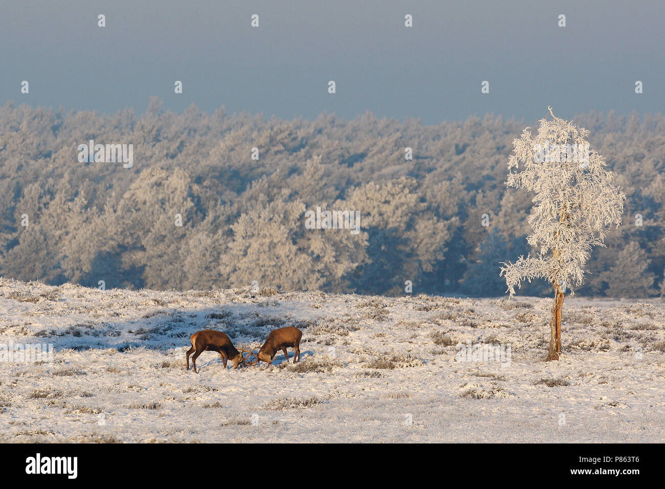 Edelhert nederland hi-res stock photography and images - Alamy
