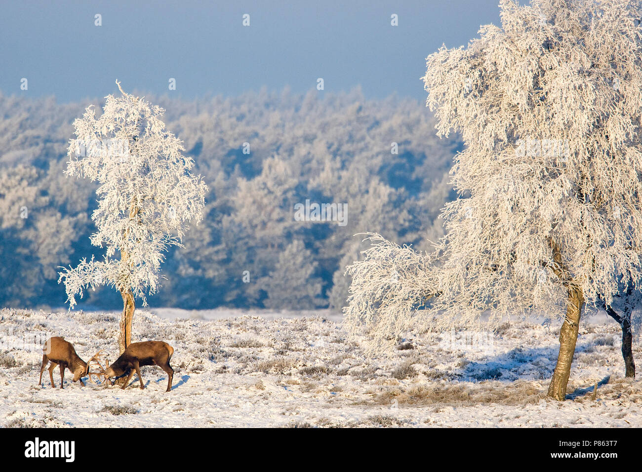 Edelhert nederland hi-res stock photography and images - Alamy