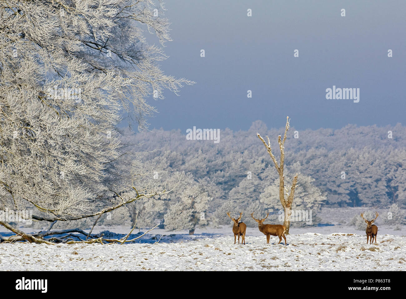 Edelhert nederland hi-res stock photography and images - Alamy