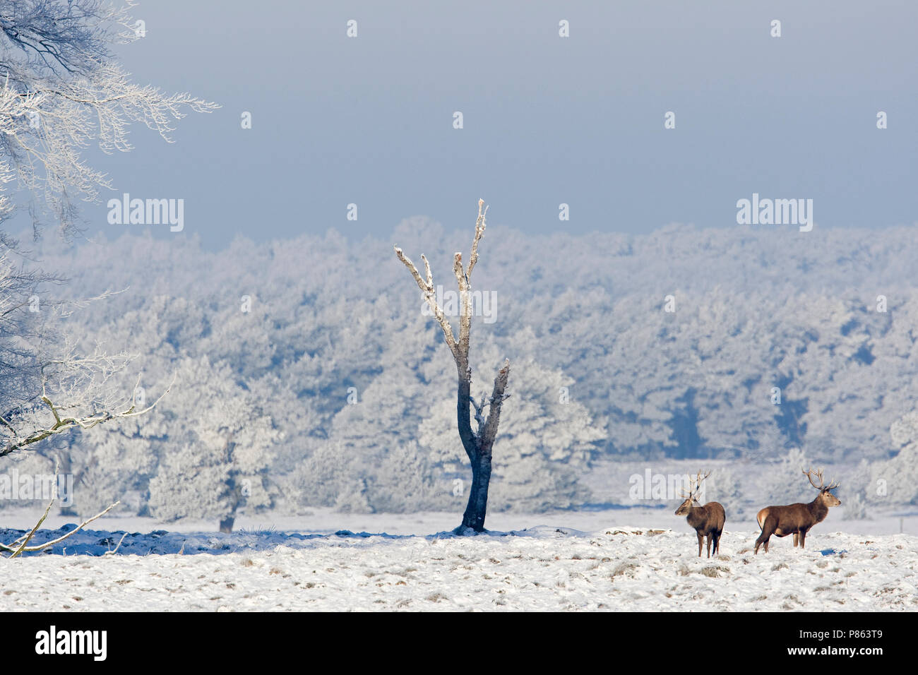 Edelhert nederland hi-res stock photography and images - Alamy