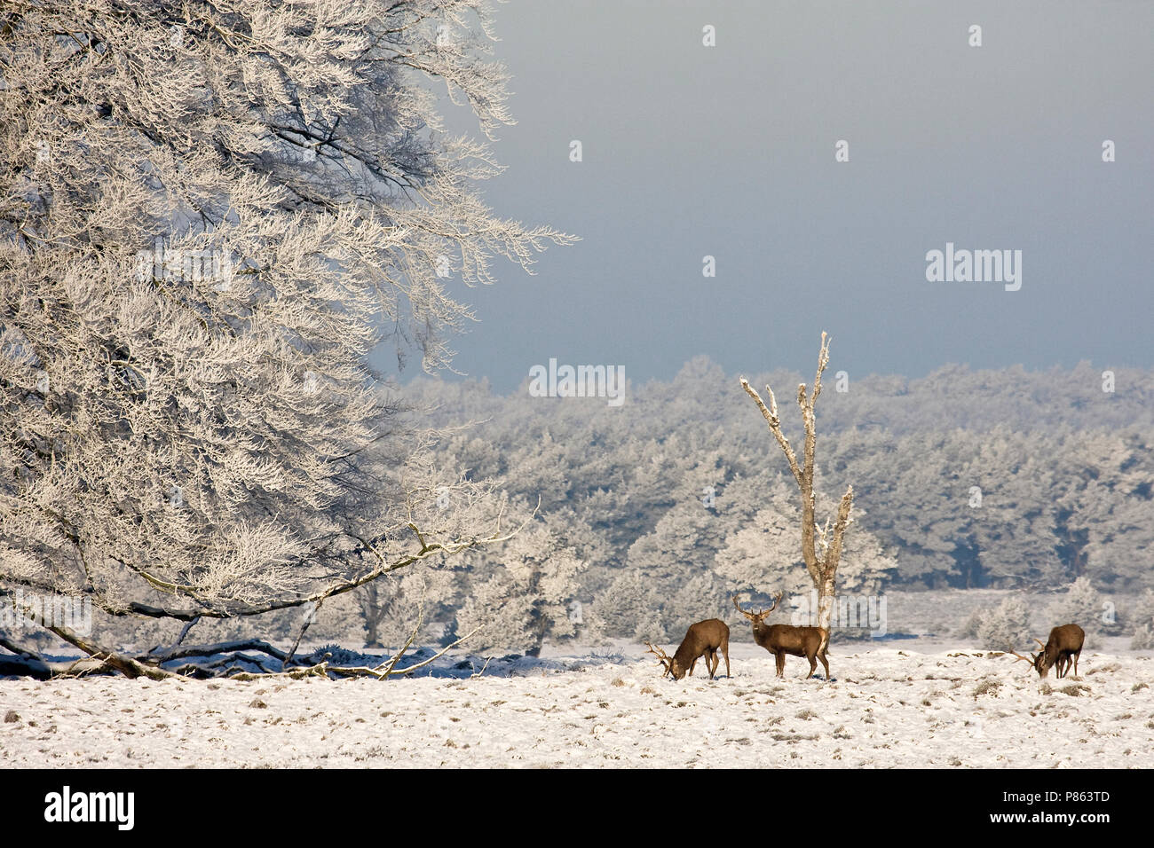Edelhert nederland hi-res stock photography and images - Alamy