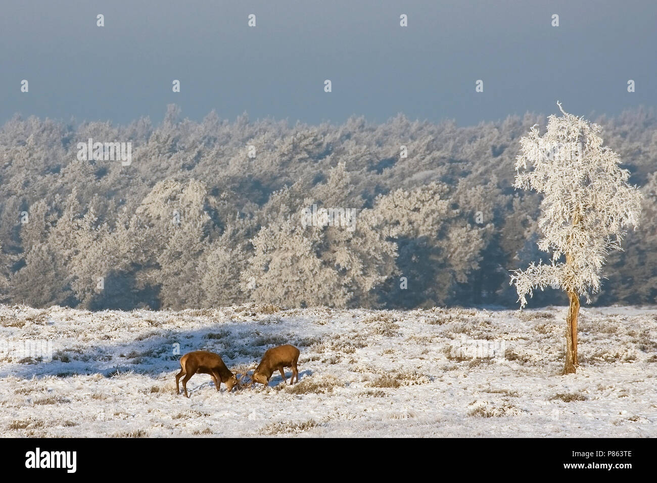 Edelhert nederland hi-res stock photography and images - Alamy