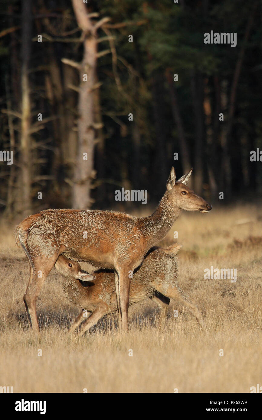 Edelhert hinde die een jong zoogd; Red deer hind feeding her young ...