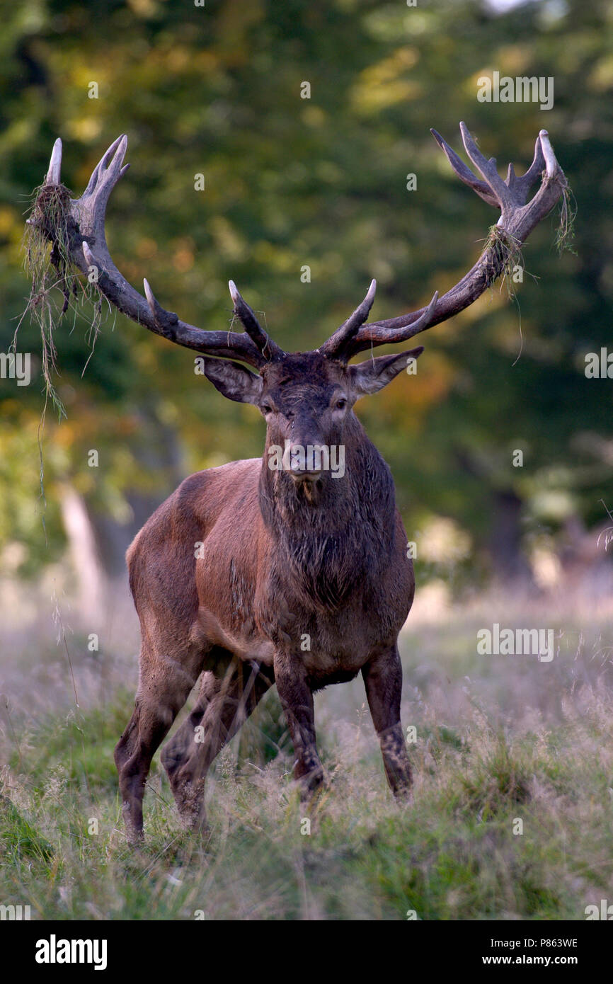 Edelhert nederland hi-res stock photography and images - Alamy