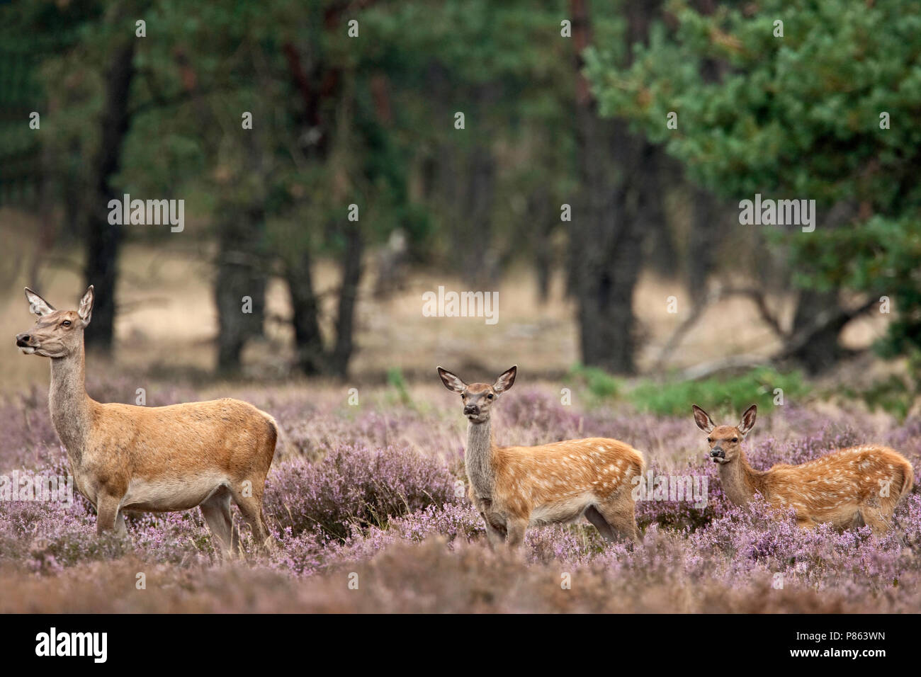 Edelhert nederland hi-res stock photography and images - Alamy