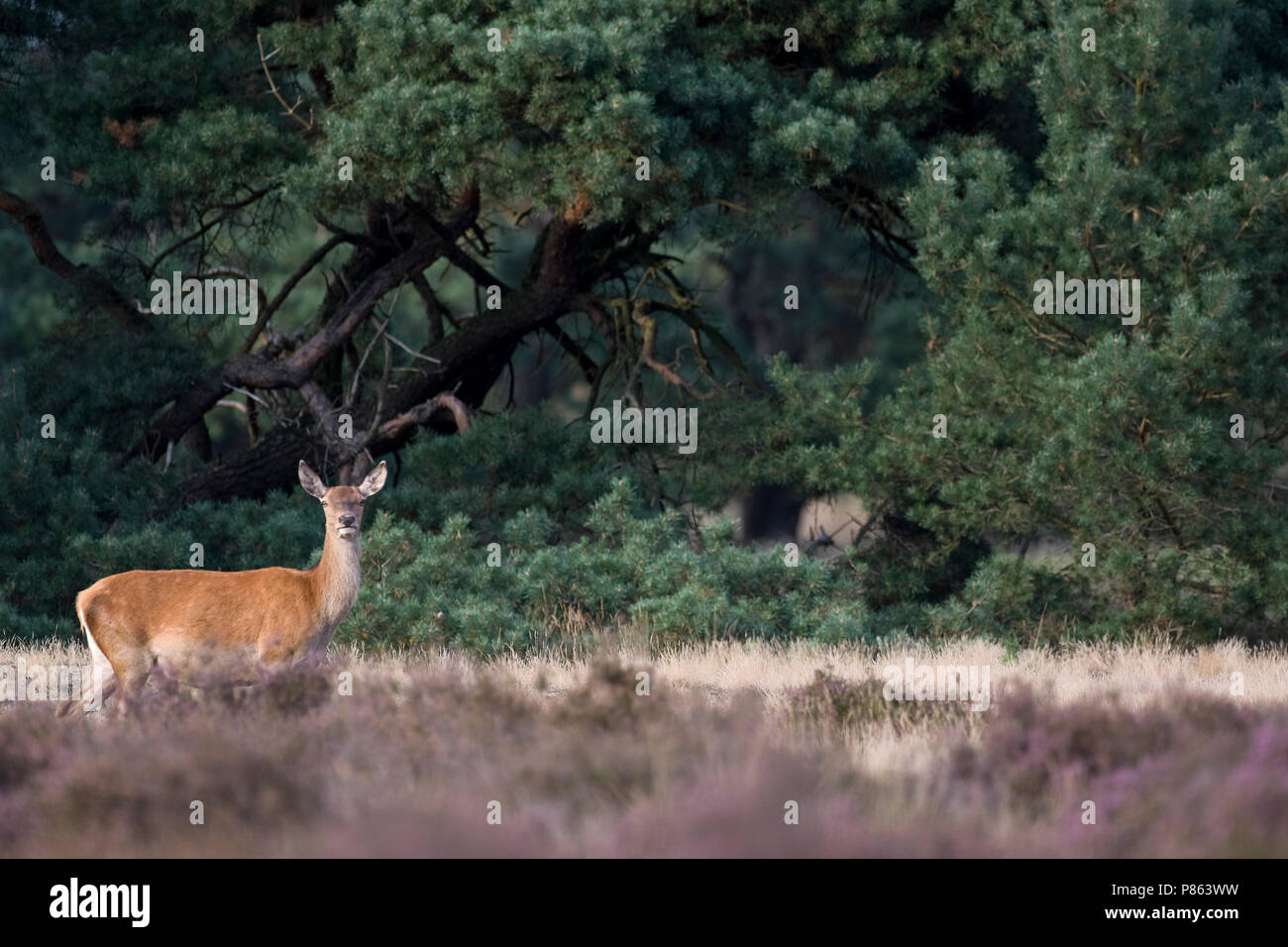 Heideveld hi-res stock photography and images - Alamy