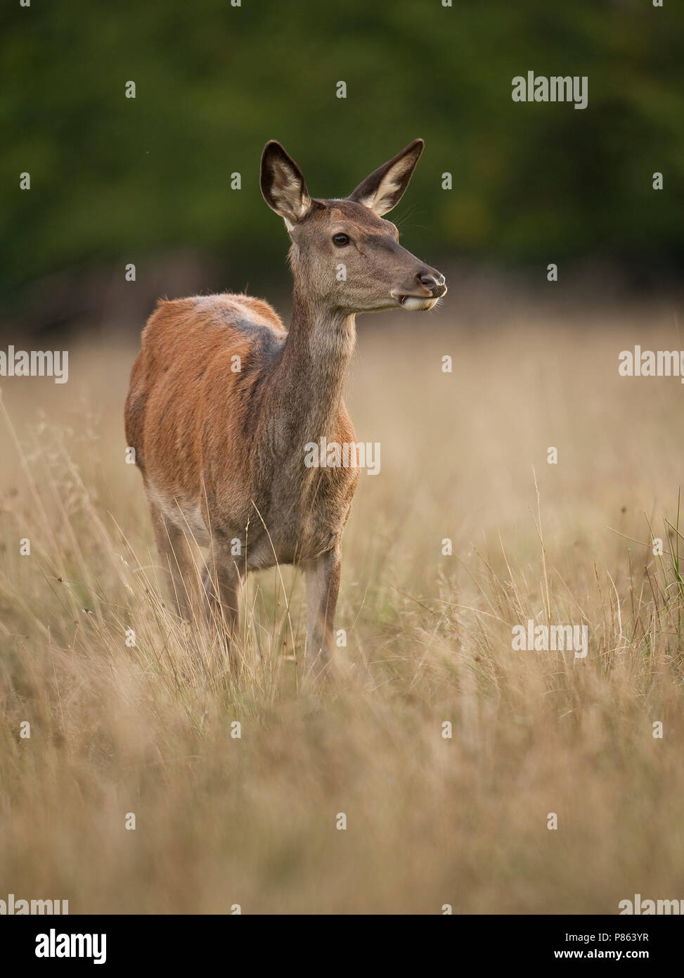 Female red deer hi-res stock photography and images - Alamy