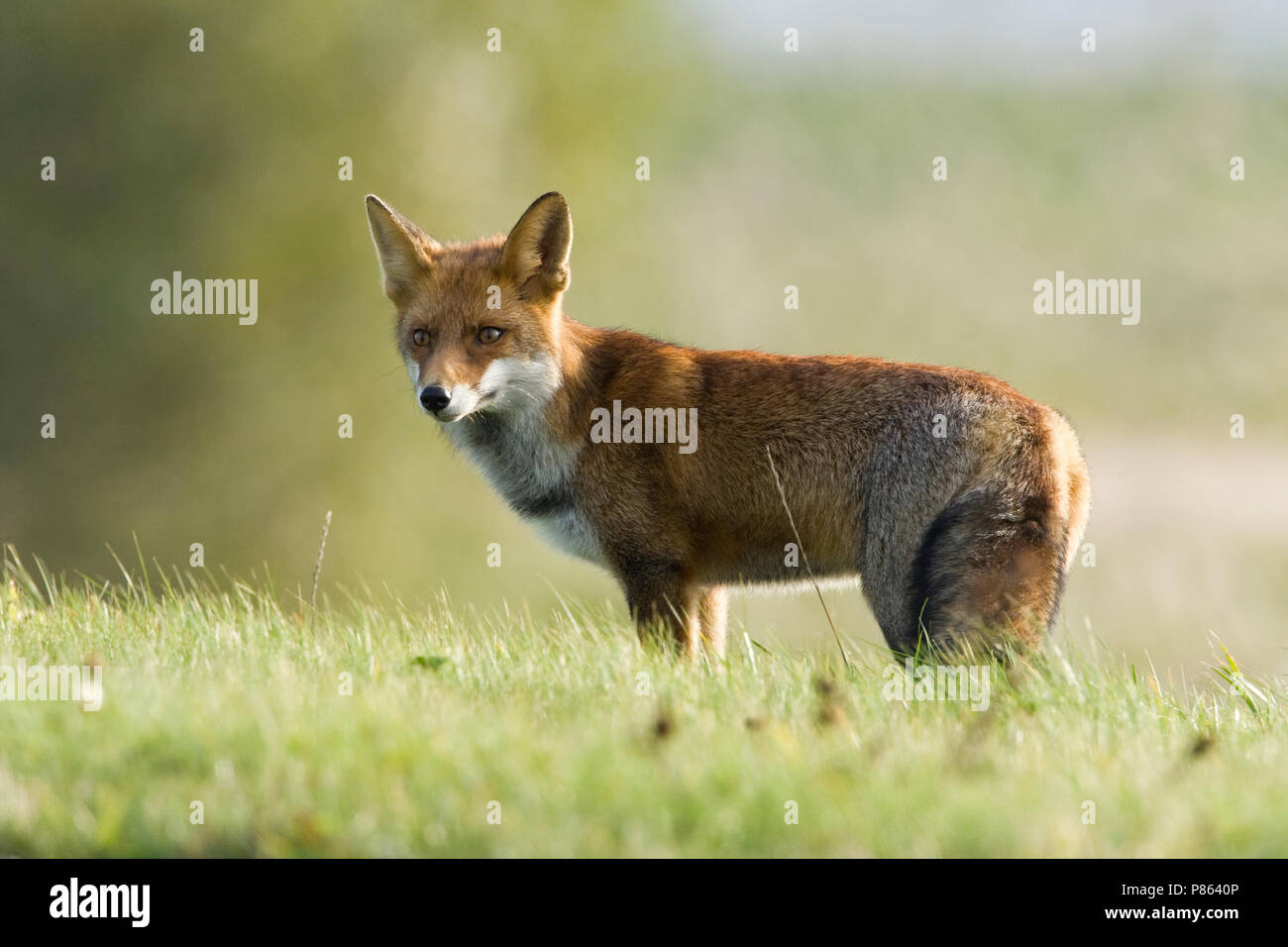 Vos in wegberm Nederland, Red Fox along road Netherlands Stock Photo ...