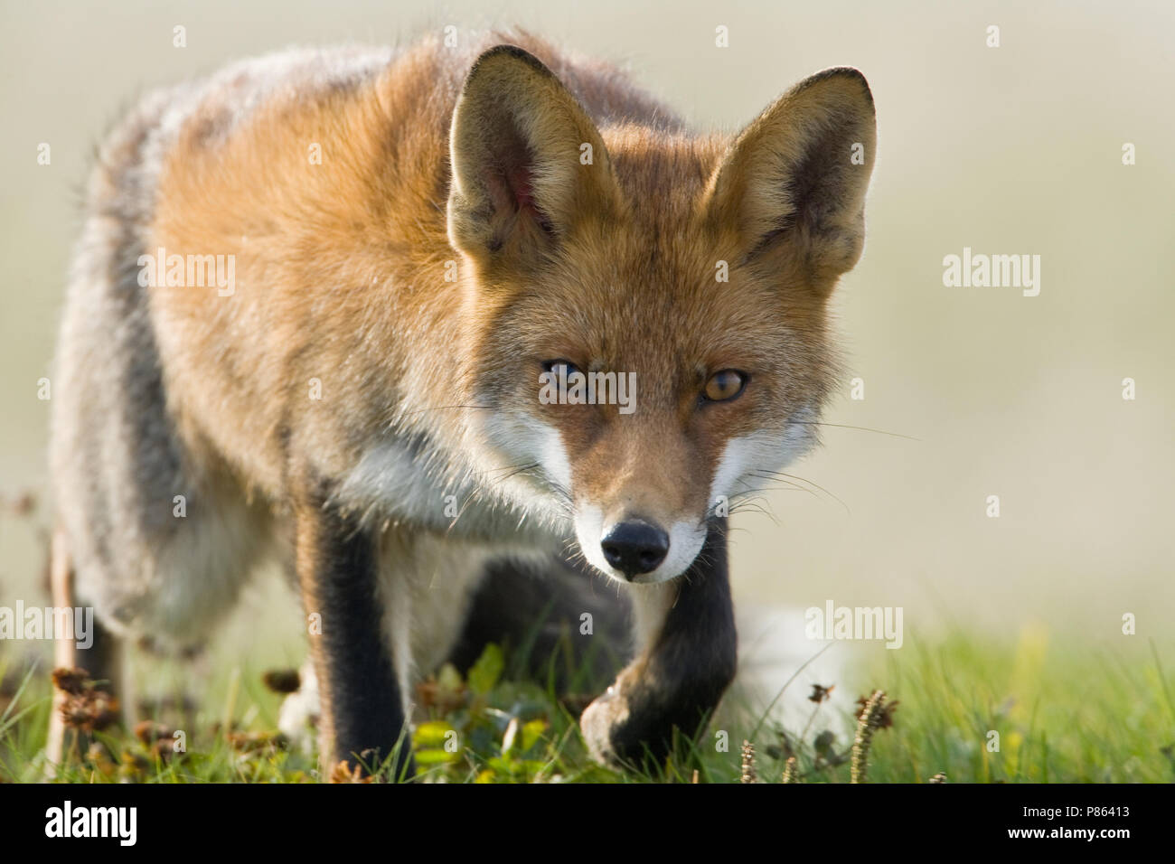 Vos jagend in wegberm Nederland, Red Fox hunting along road Netherlands ...