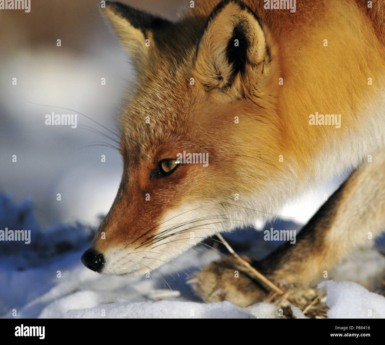 Vulpes vulpes japonica hi-res stock photography and images - Alamy