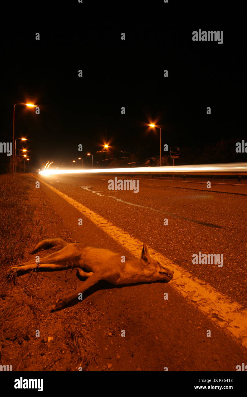 Vos als verkeersslachtoffer; Red Fox roadkill Stock Photo - Alamy
