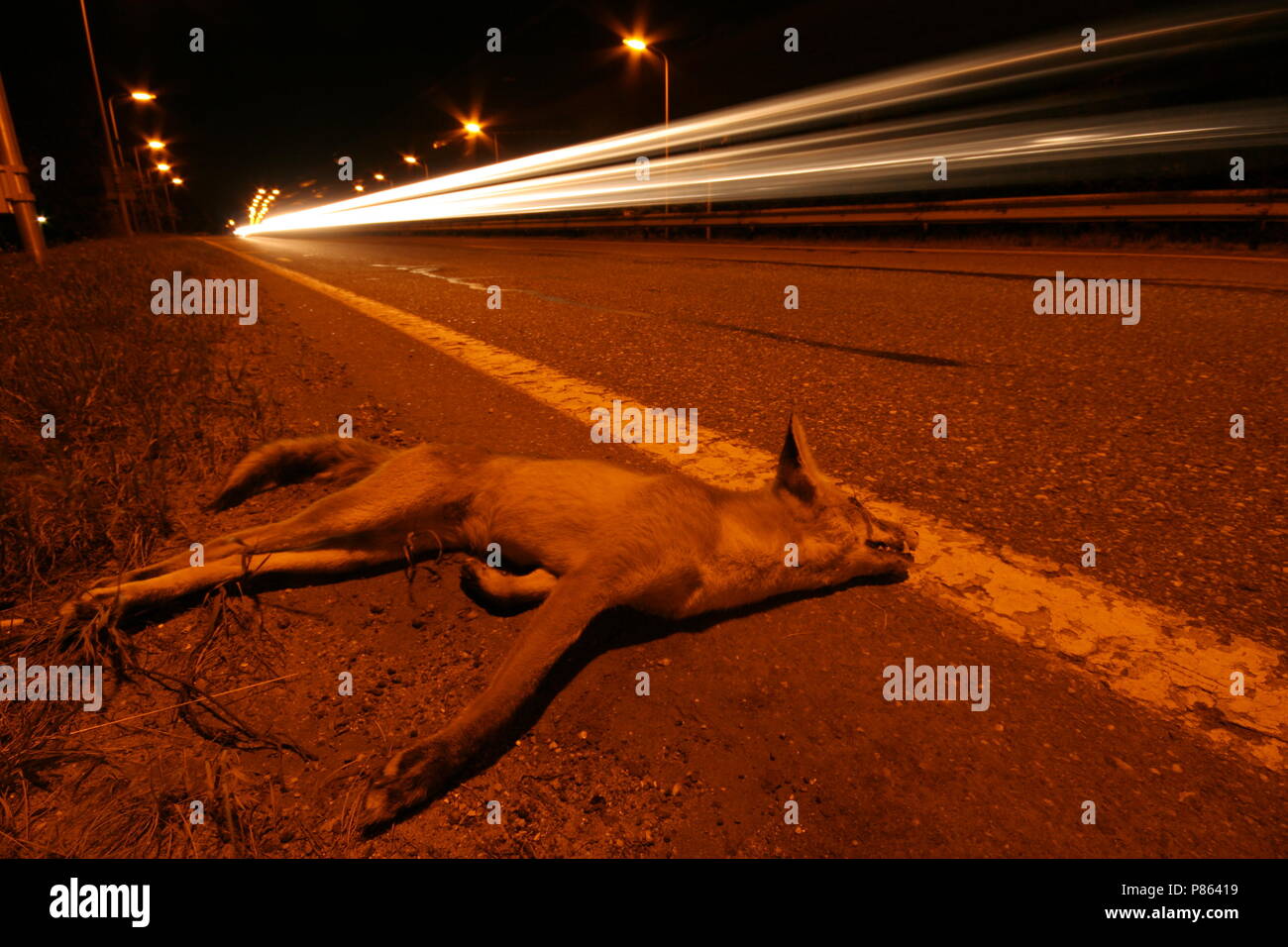 Vos als verkeersslachtoffer; Red Fox roadkill Stock Photo - Alamy