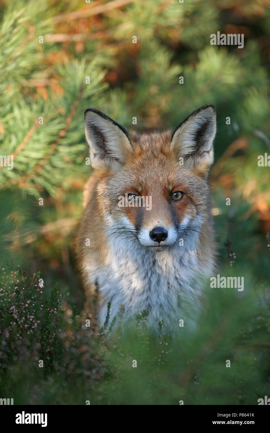 Vos in gras; Red fox in gras Stock Photo - Alamy