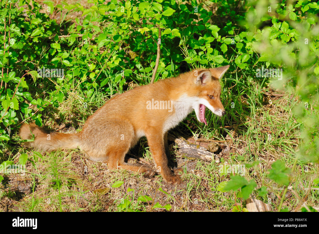 Red Fox in the Netherlands Stock Photo - Alamy