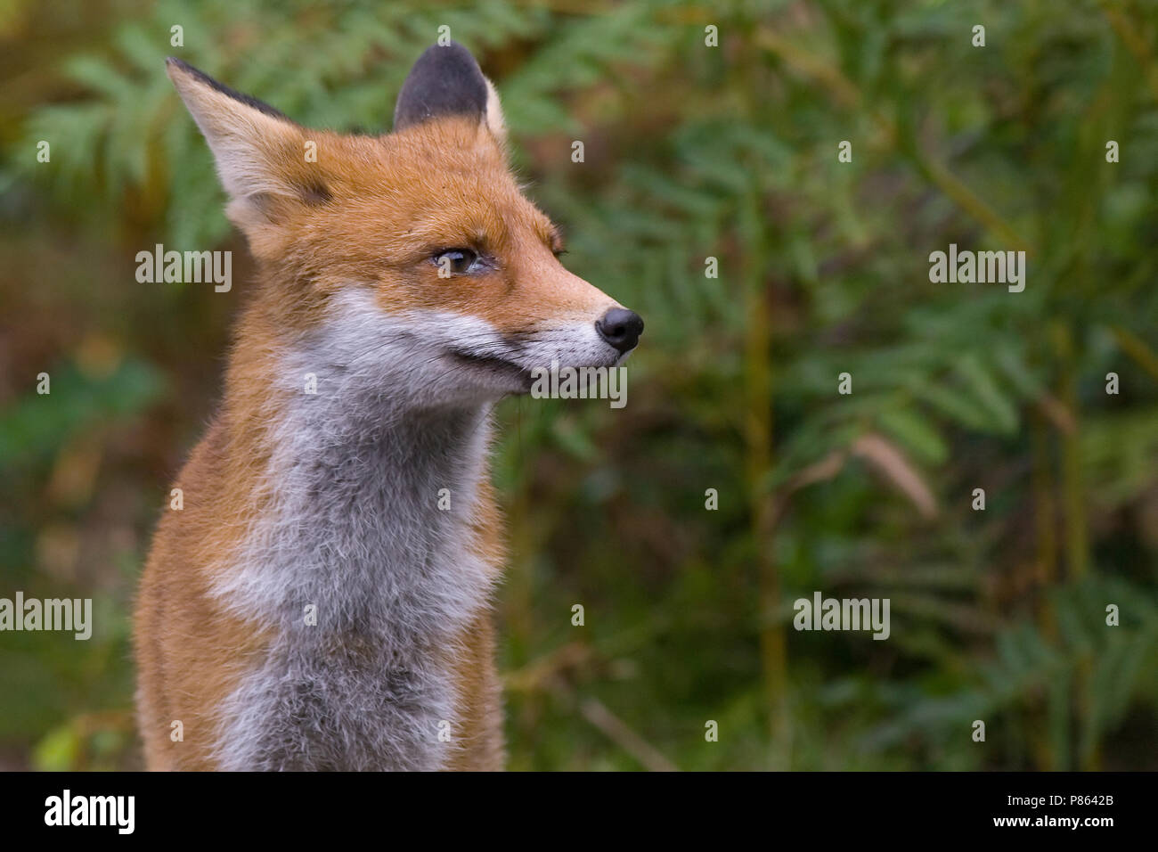 Vos close-up; Red fox close-up Stock Photo - Alamy